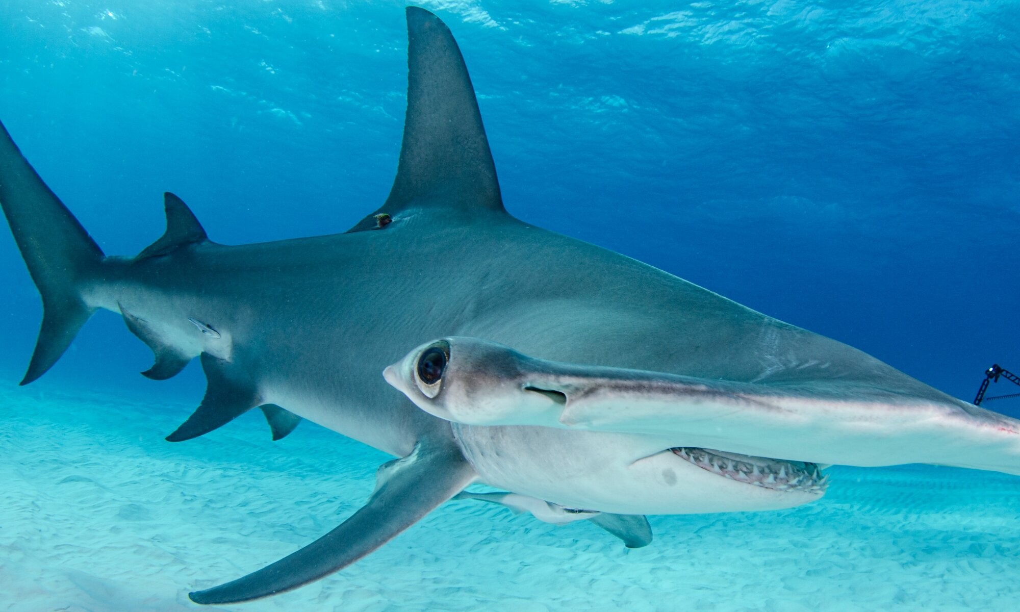 A Hammerhead Shark's head is called a "cephalofoil" - Pets & Animals ...