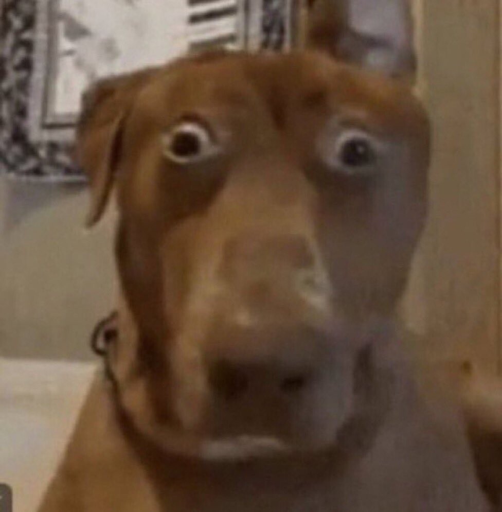 'dog face brown dog funny dog shocked dog meme' from EpicRaptorMan ...